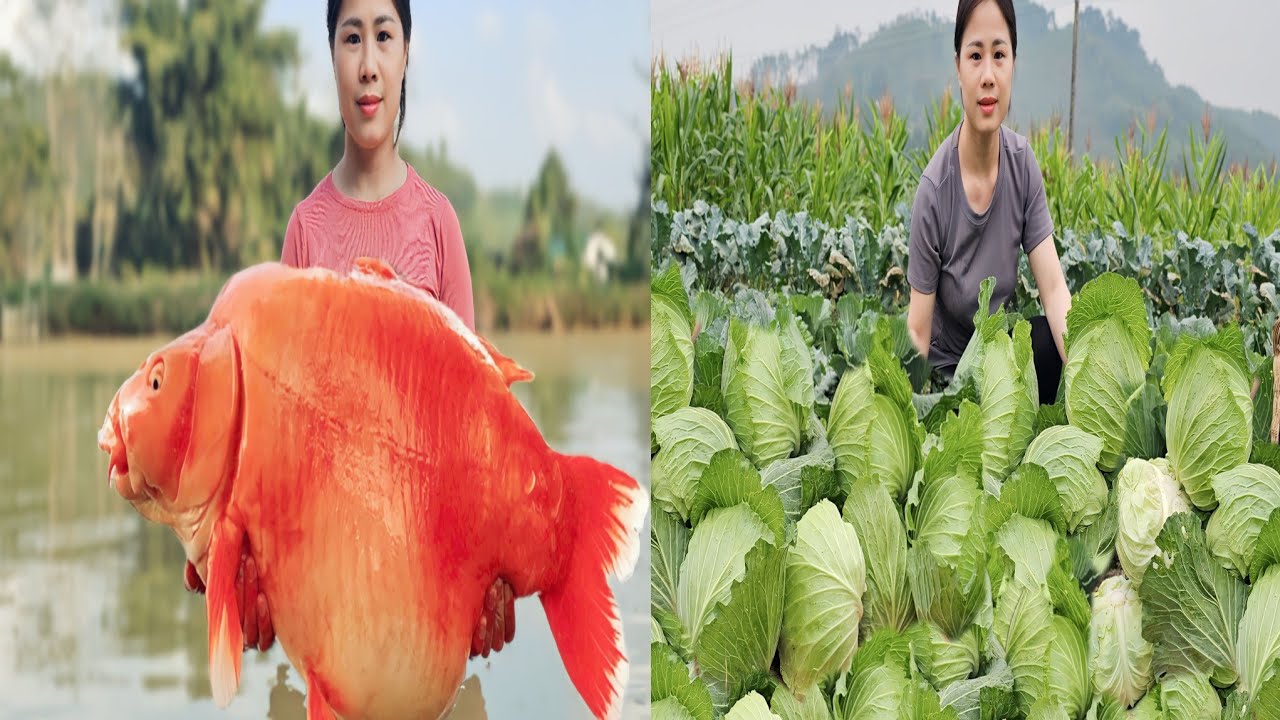 Collect cabbage fields and capture the uncommon red carp.Build life in farm - Dog care - YouTube