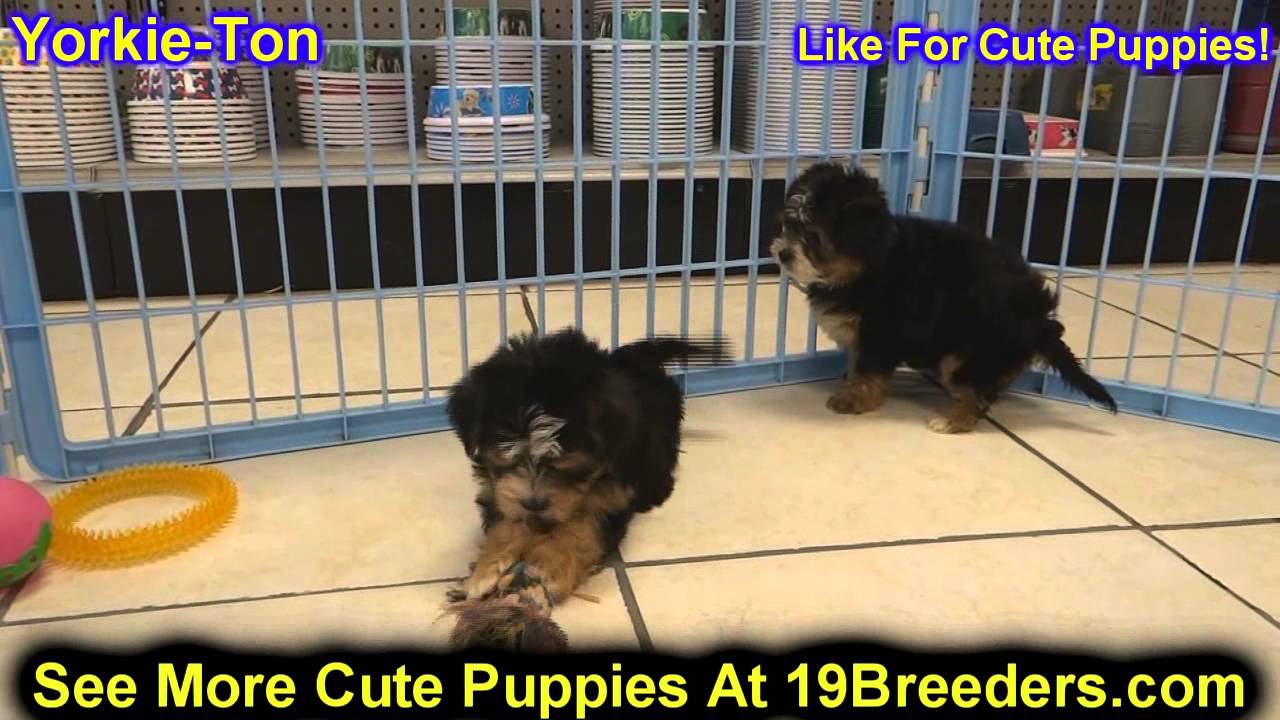Yorkie Ton, Puppies, For, Sale, In, Wichita, Kansas, KS, Pittsburg ...