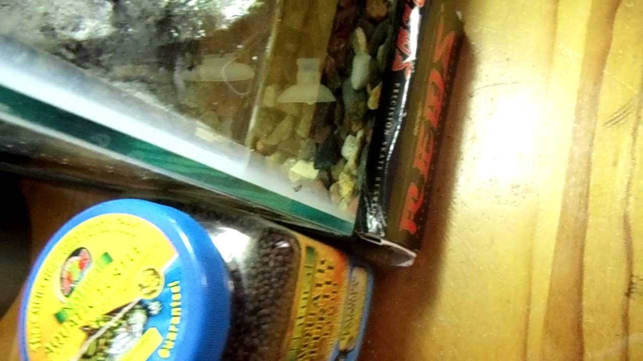 Big Turtle and Gecko Update - YouTube