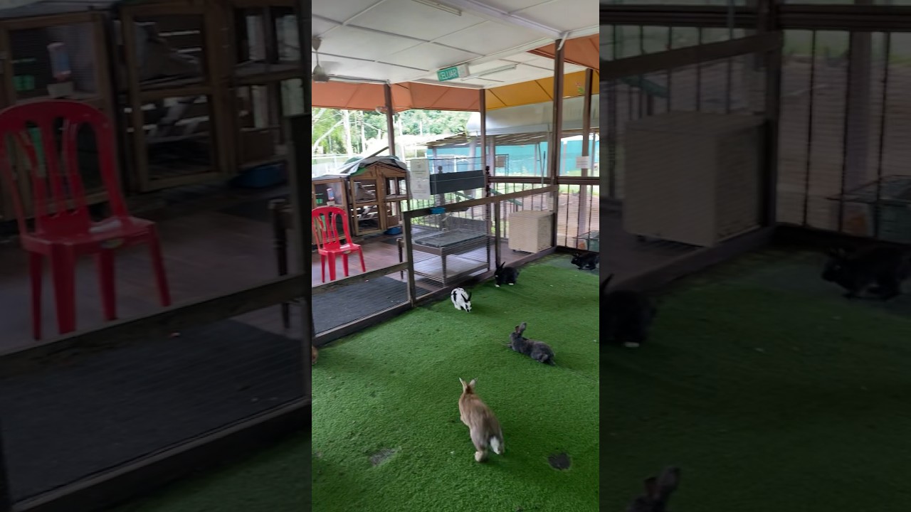 Rabbit farm bukit tinggi pahang - YouTube