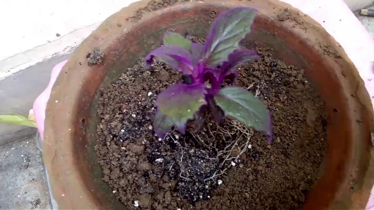 Amazing result of VOLVATE COLEUS developed from cuttings // कोलियास में ...