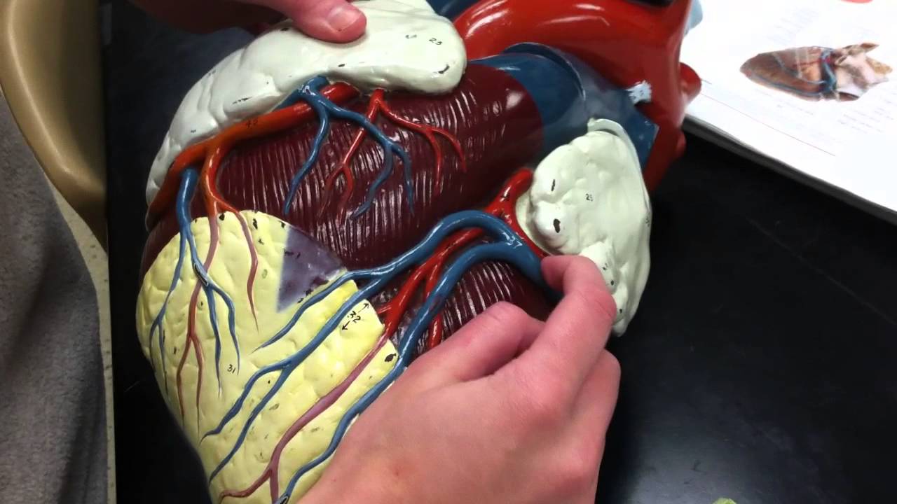 Exercise 20: The Heart: Blood Vessels - YouTube