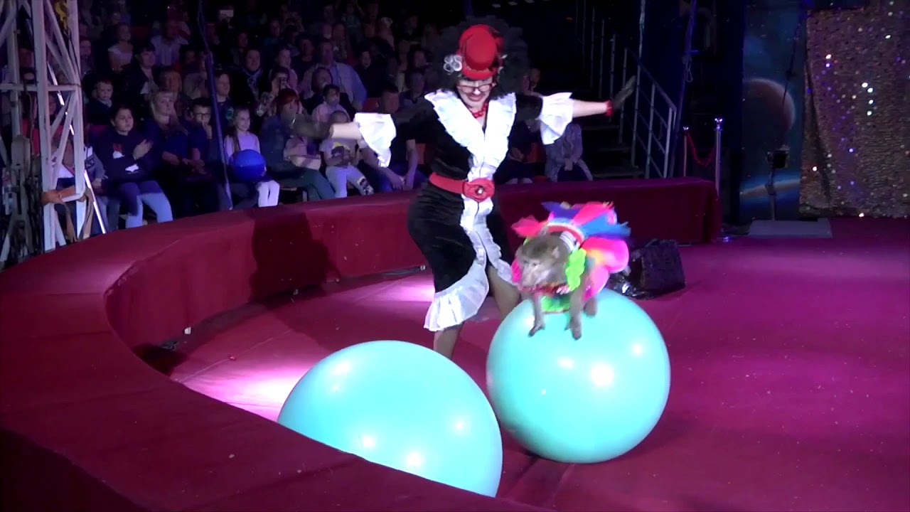 EURO CIRCUS - YouTube