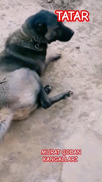 KANGALLARIMIZDAN TATAR - YouTube