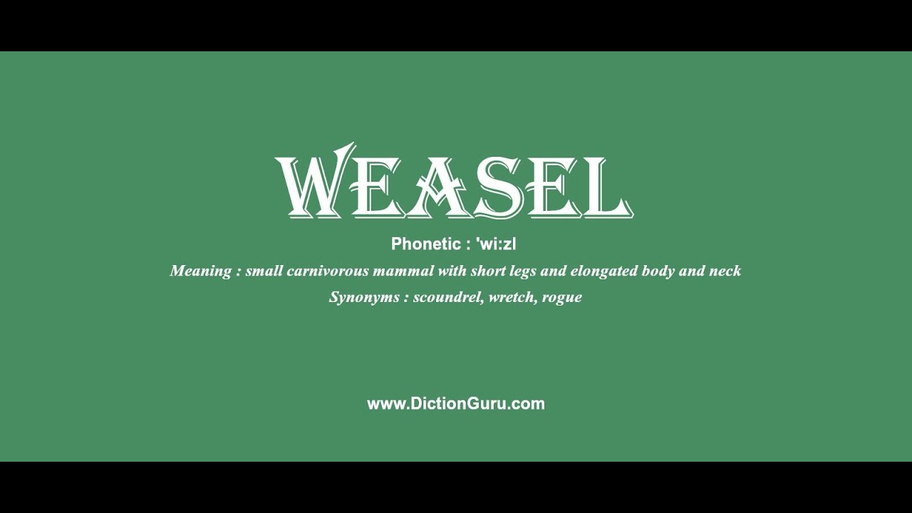 weasel: Pronounce weasel with Phonetic, Synonyms and Examples - YouTube