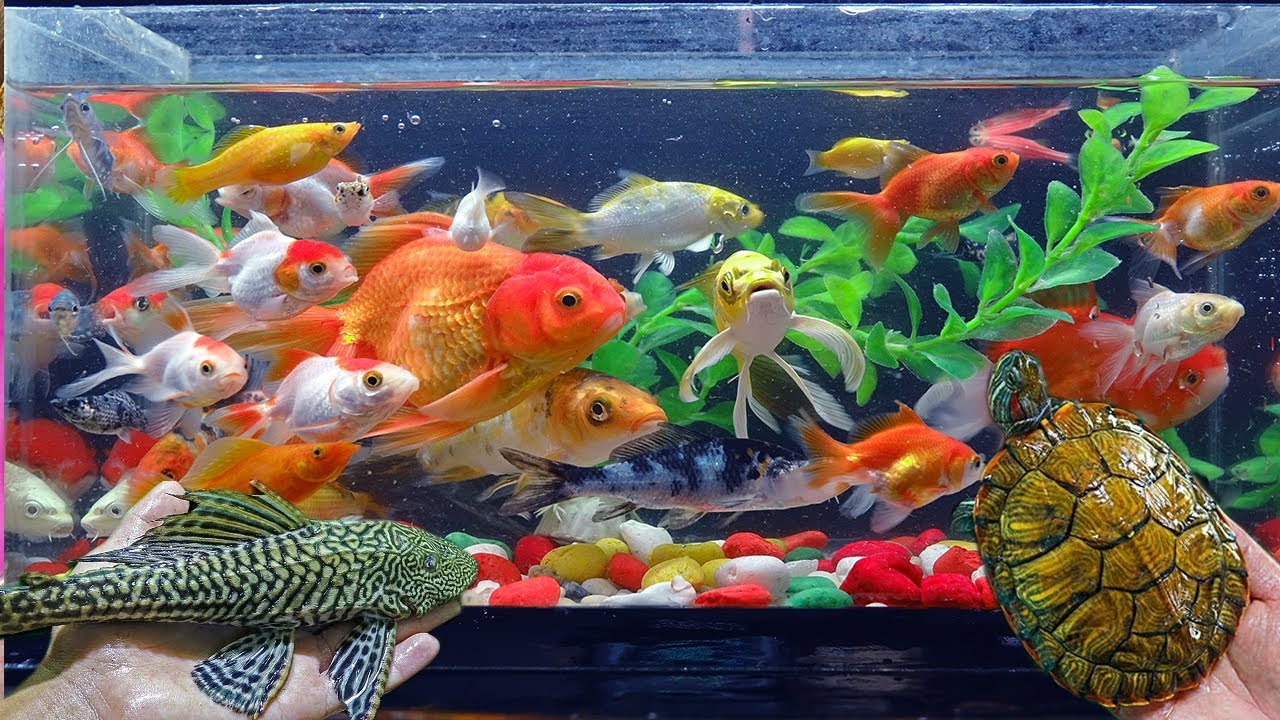 Drop Oranda Fish Ornamental Sharks Fish Axolotl into DIY Aquarium Ping ...