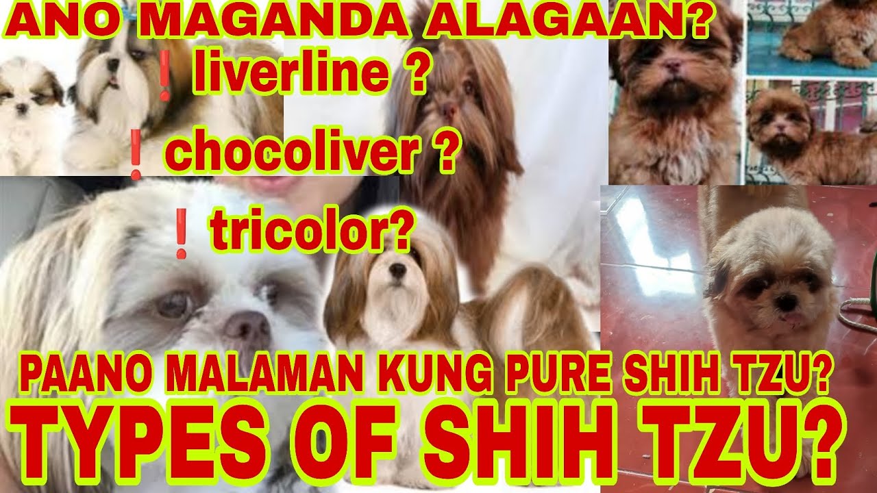 TYPES OF SHIH TZU ANO ANG MAGANDANG ALAGAAN ? LIVERLINE, CHOCOLIVER ...