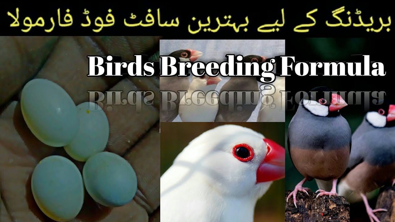 Best breeding formula for all birds | lovebirds budgies cocktail finch ...