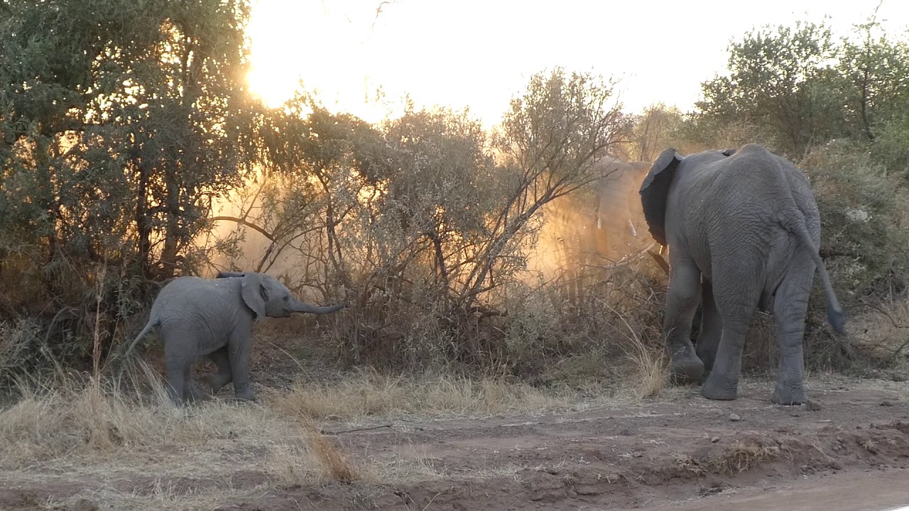 Elephants chasing each other - YouTube