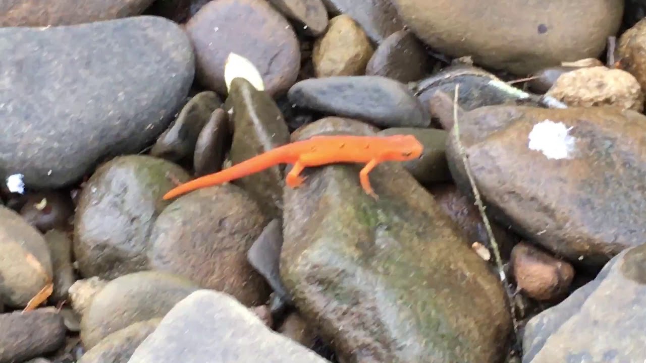 2020 Red Spotted Newt while fishing Mix Run in Elk County, PA - YouTube