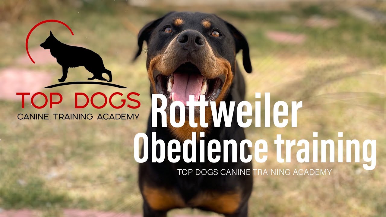Training Rottweiler (Εκπαίδευση Ροτβαιλερ) Top Dogs Canine Training ...