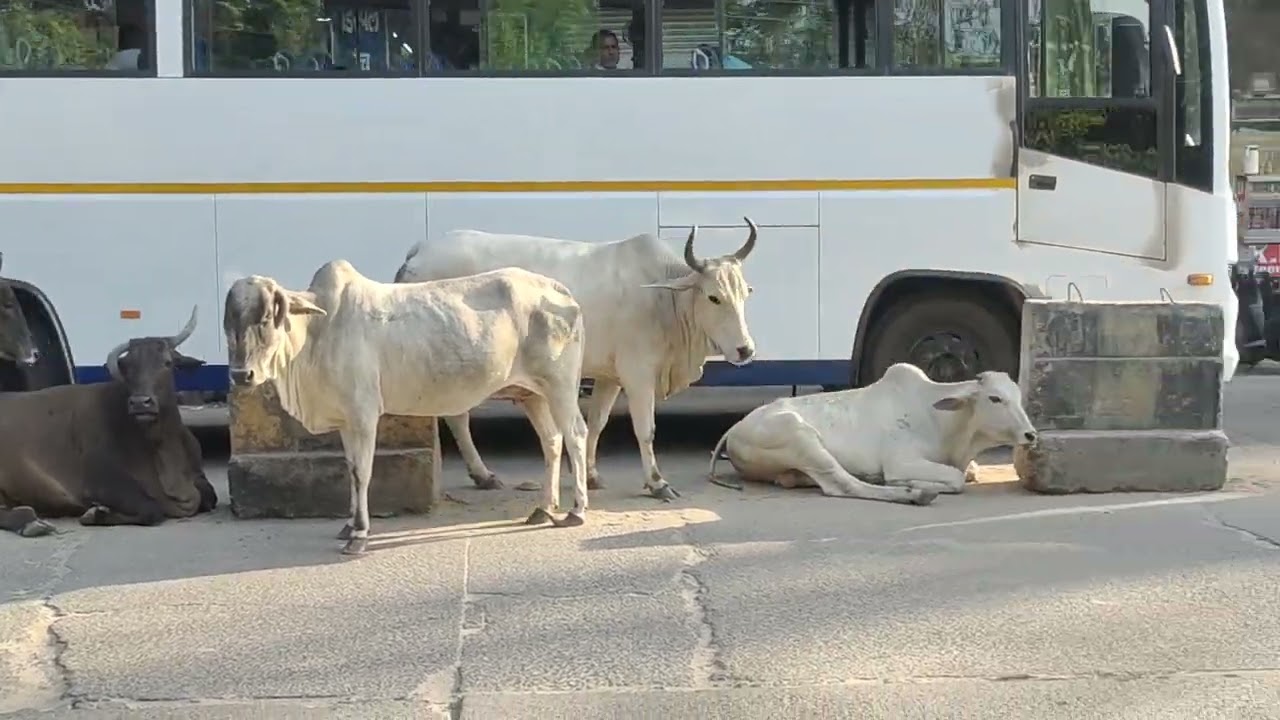 REWARI BUS STAND 19-10-2022 - YouTube