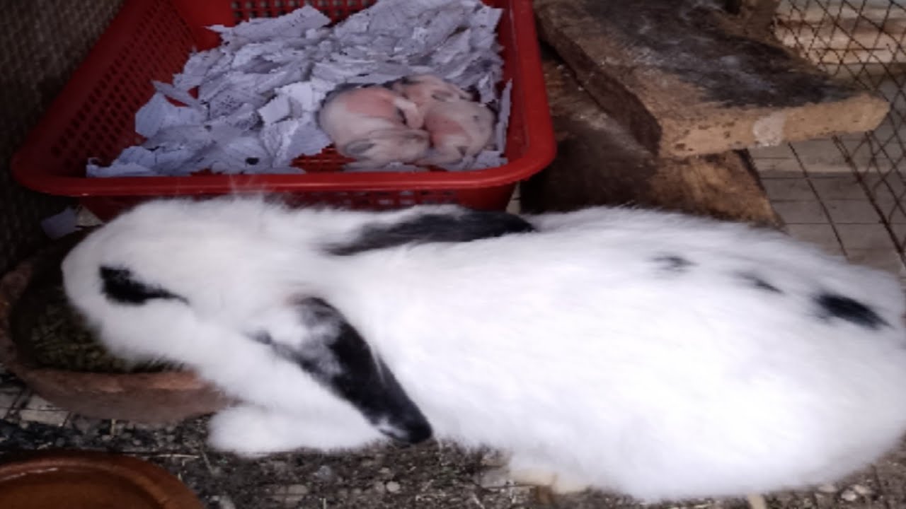 NANGANAK NA SI BUNNY 🐰 NAKAKATUWA #RABBIT#BUNNY - YouTube