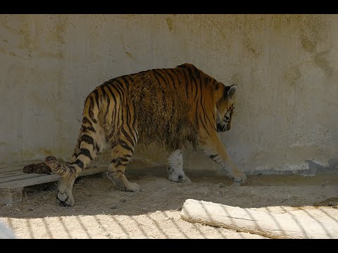 Zooparkda heyvanların  son görüntüləri. Qocalmış  pələng ayı