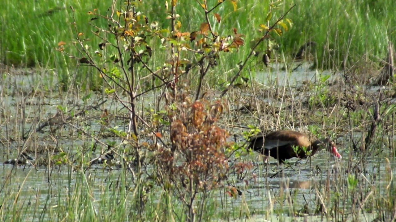 First nesting of Black-bellied Whistling Ducks for St. Louis County, Mo ...