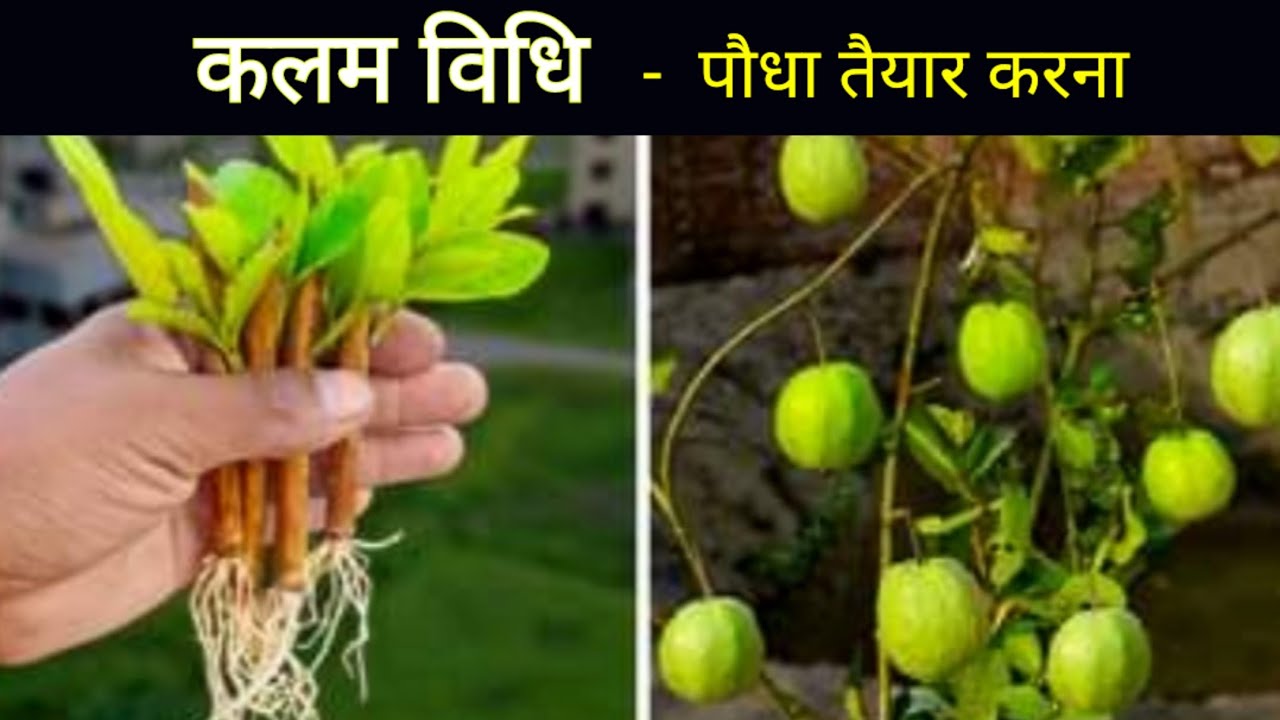 Grow Your Own Guava Tree from Cuttings: Easy Step-by-Step Guide! - YouTube