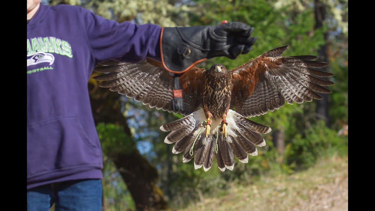 Falcons and Drones (short version) - YouTube