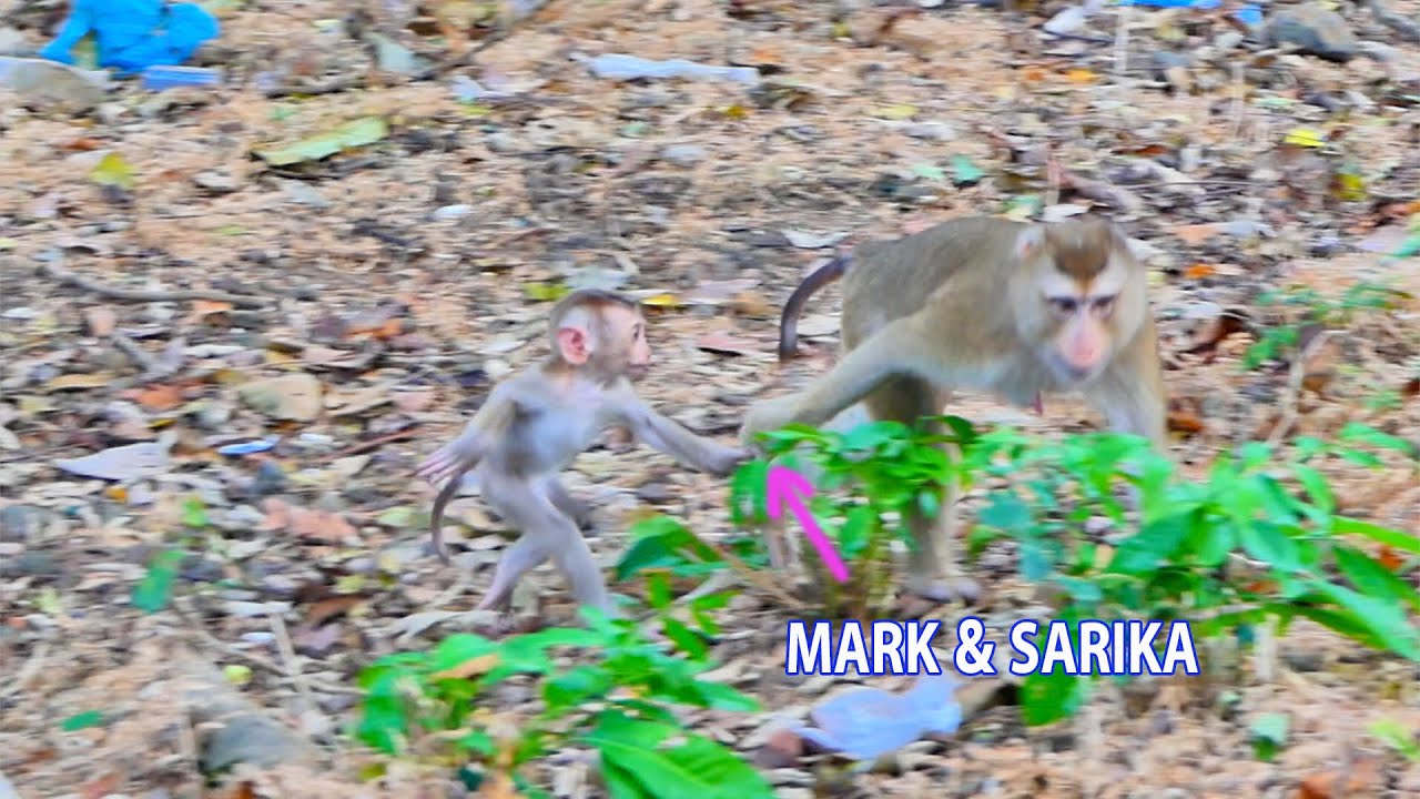 So awesome...When monkey SARIKA catch baby monkey MARK's hand walk like ...