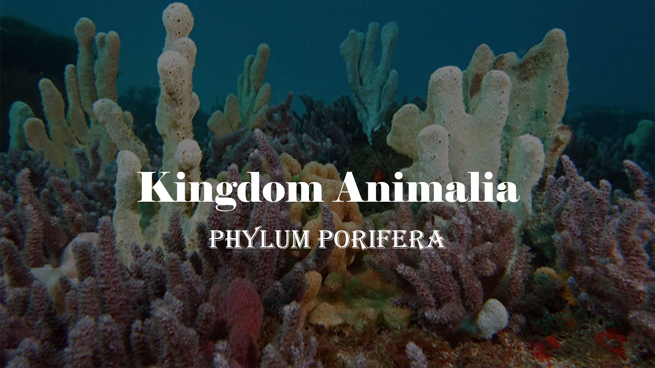 All About Phylum Porifera | Kingdom Animalia | Biology Lesson in ...