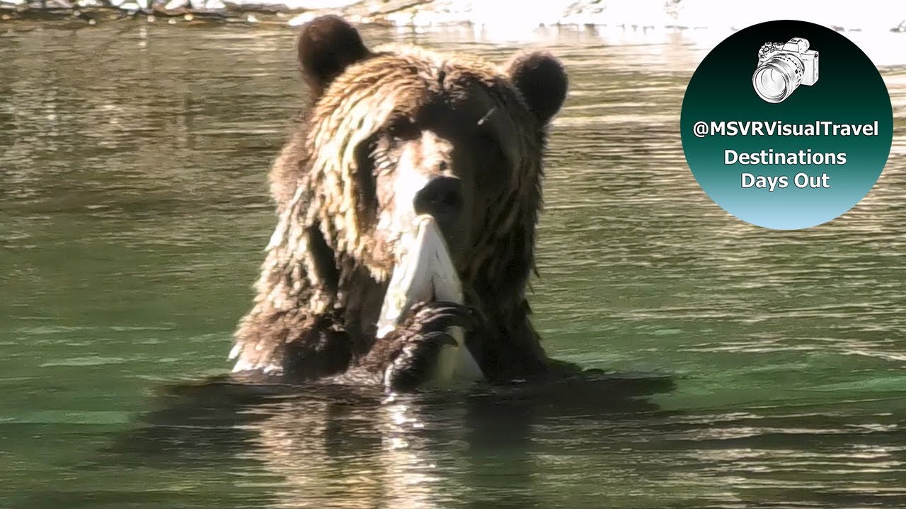 Wild Grizzly Watching Destination Bute Inlet Orford Bay - YouTube