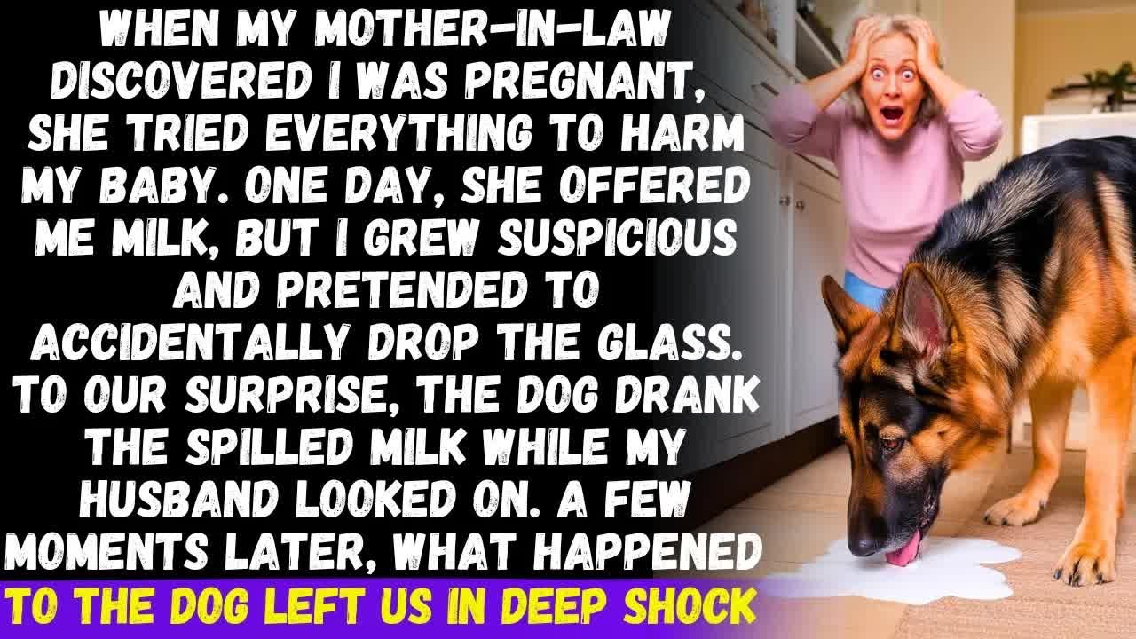 My MIL gave me suspicious milk, so I pretended to drop it The dog drank ...