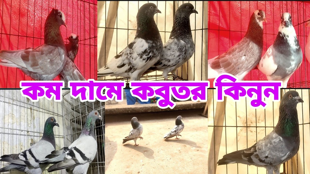 কমদামে গিরিবাজ । সব্জি হোমা । মুখি । কিং । গোলা/দেশী কবুতর কিনুন। Homa ...