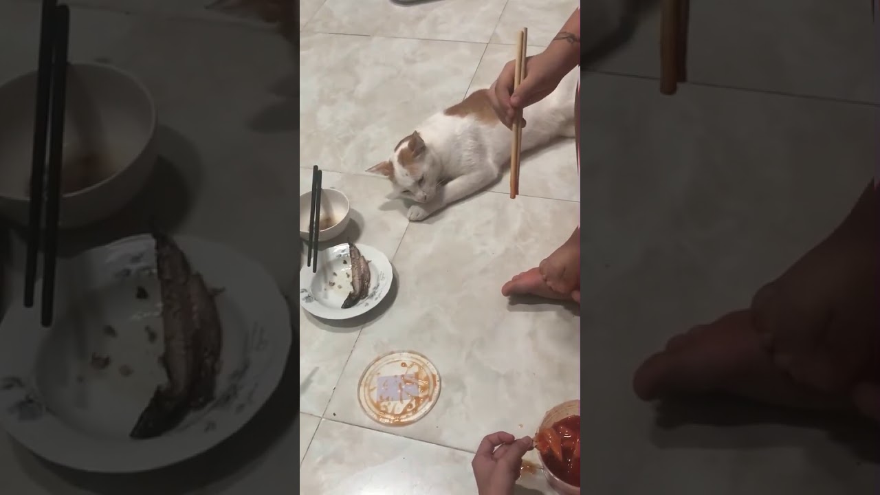 VIRAL: Gato se hace el dormido, para robar comida. - YouTube