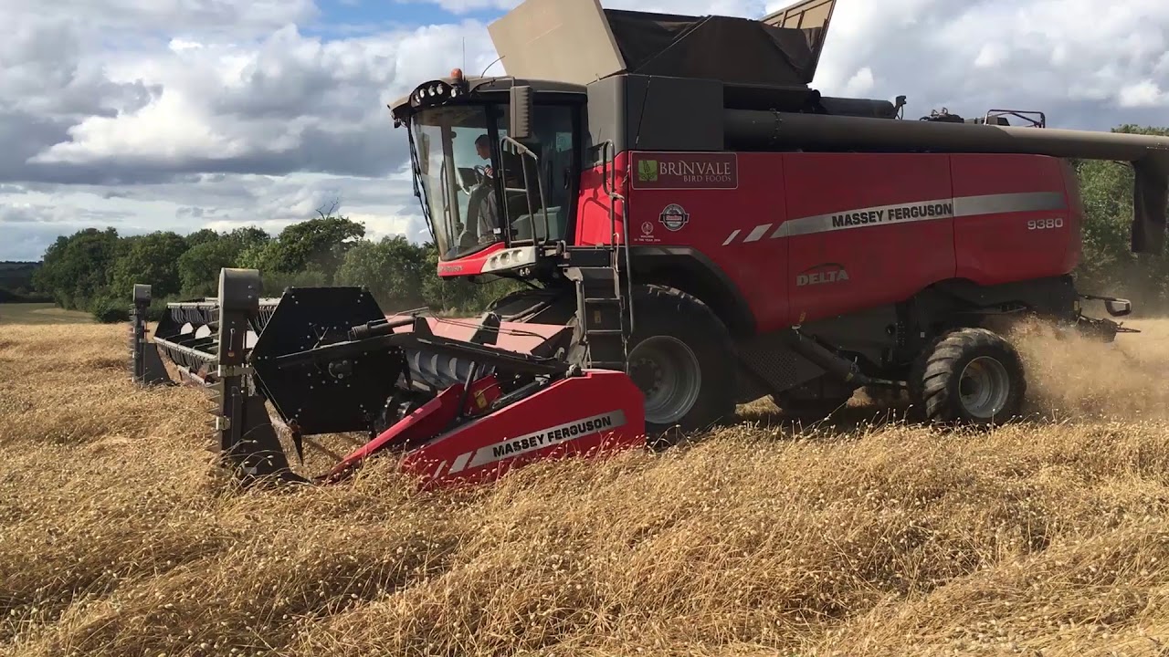Harvesting Canary Crop - YouTube