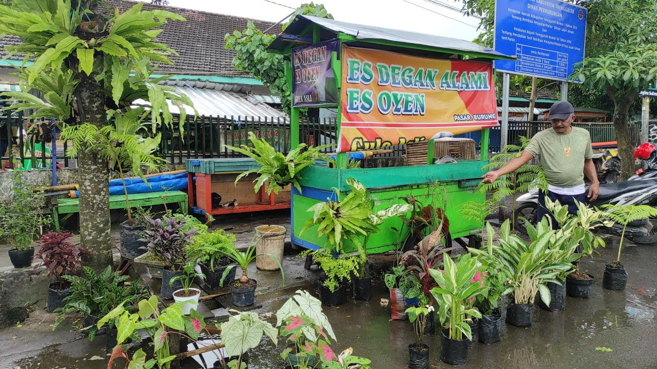 Belanja Tanaman Hiasnya Pak Devi Yuk Youtube