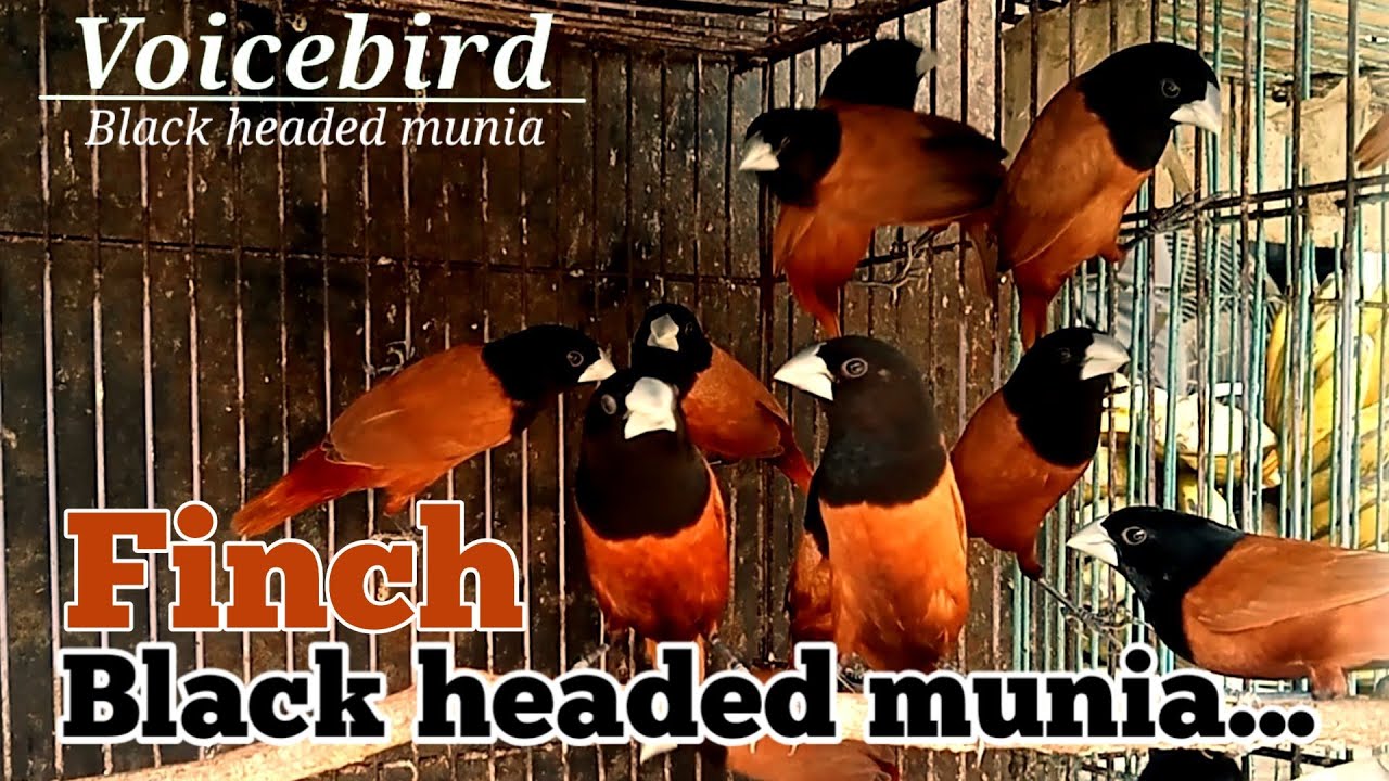 Black headed munia finch - YouTube