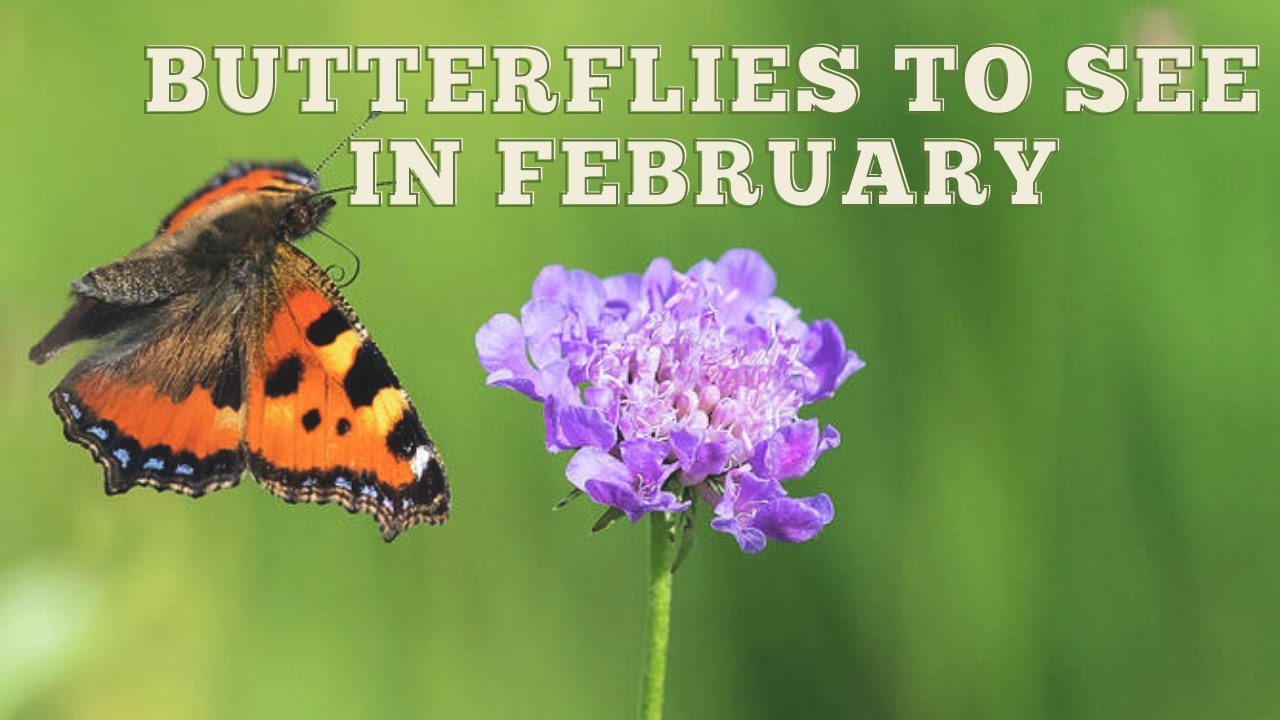 Butterflies to see in February - YouTube