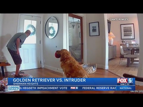 ‘Guard dog’ Nash greets burglars with a toy inside San Diego house