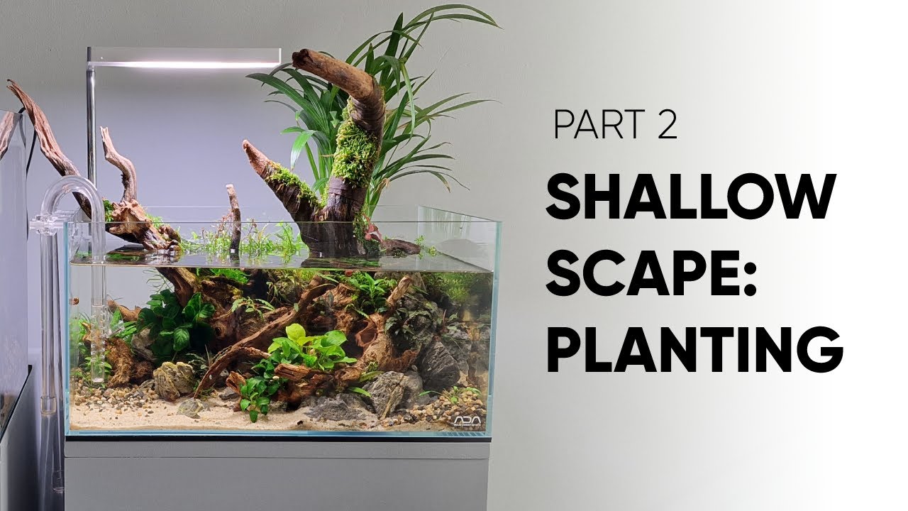 Shallow Tank Aquascape Build Part 2: Planting - YouTube