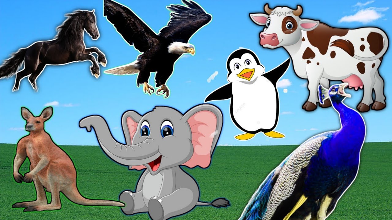 Animal Sounds : Cow, Dog, Cat, Sheep, Birds, Elephant, Horse, Animal ...