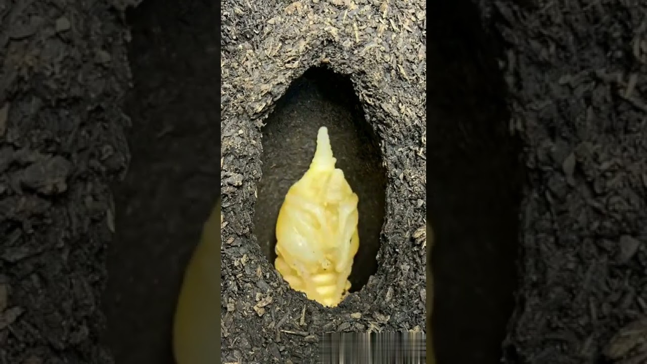 New born beetle | Baby Beetle Being Born - YouTube