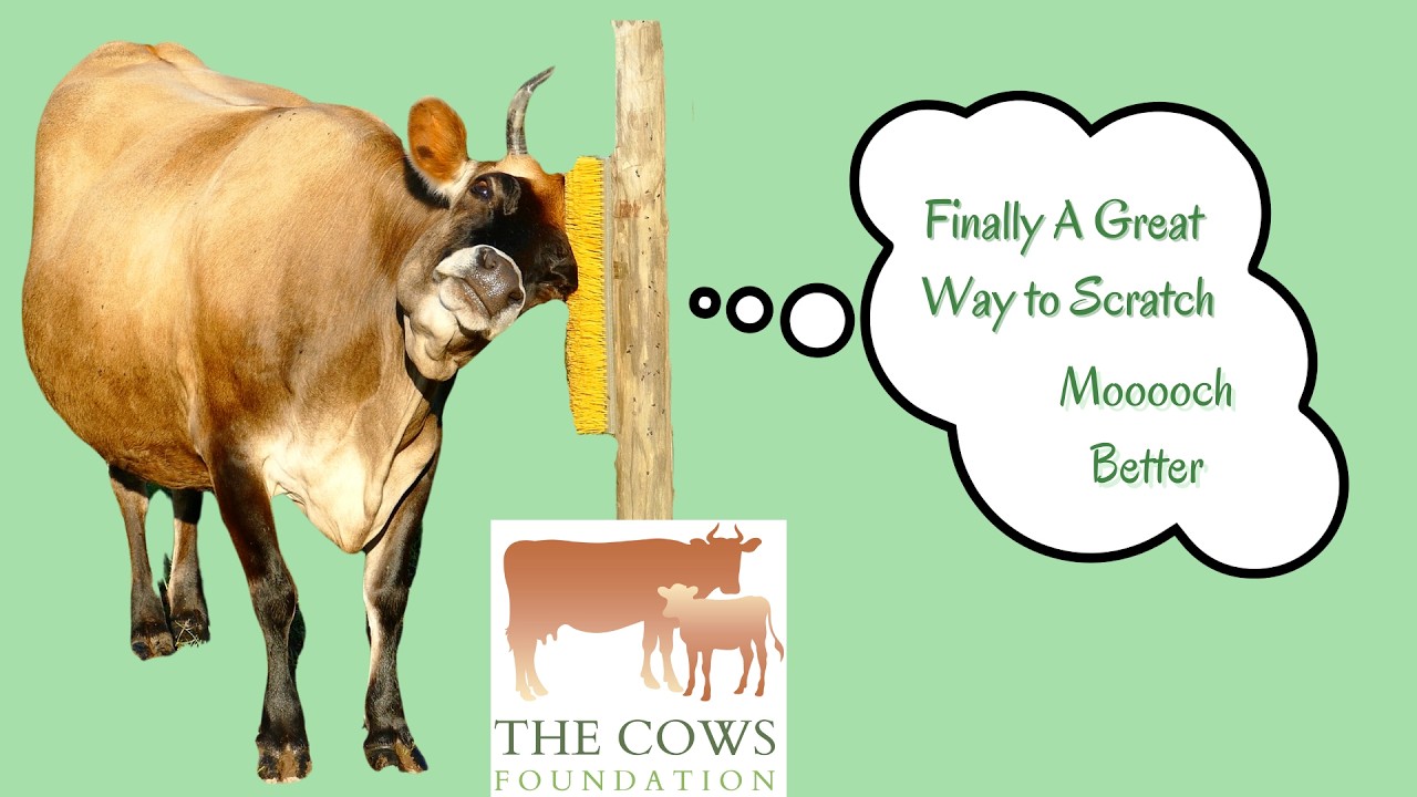 The New Scratching Post - YouTube
