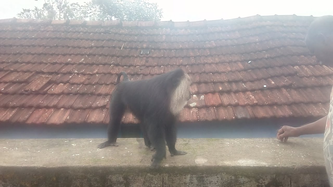 ADVENTURES TRIP VALPARAI ,[ Leopard , Bison, Wild pig, LION TAILED ...
