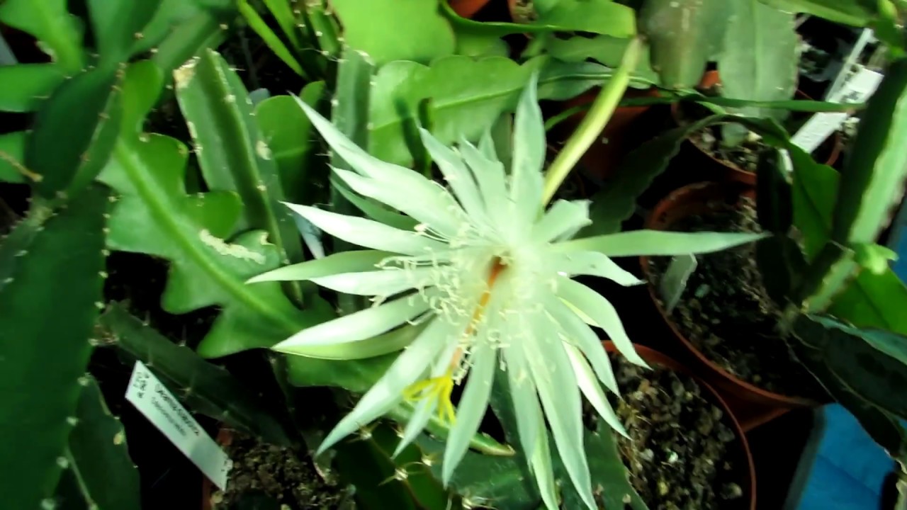 My Epiphyllum hookeri Cactus Plant in beautiful Flower - YouTube
