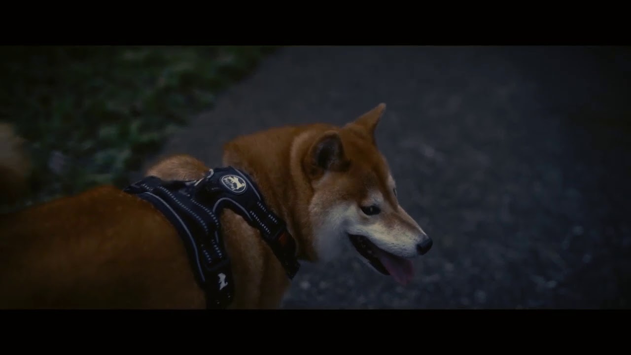 Presenting Savage puppy new puppy collar and leash collection - YouTube