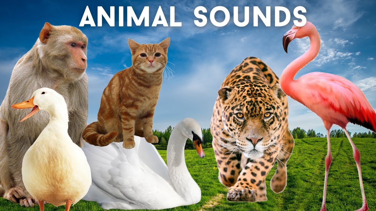 Animal Kingdom: A Compilation of Unique and Fascinating Animal Sounds ...