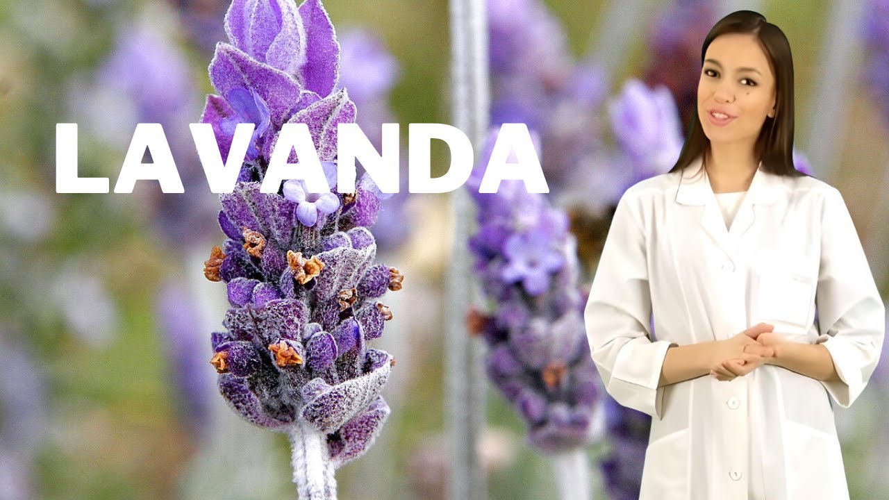 Guía LAVANDA planta medicinal, lavanda para que sirve y cómo tomar ...