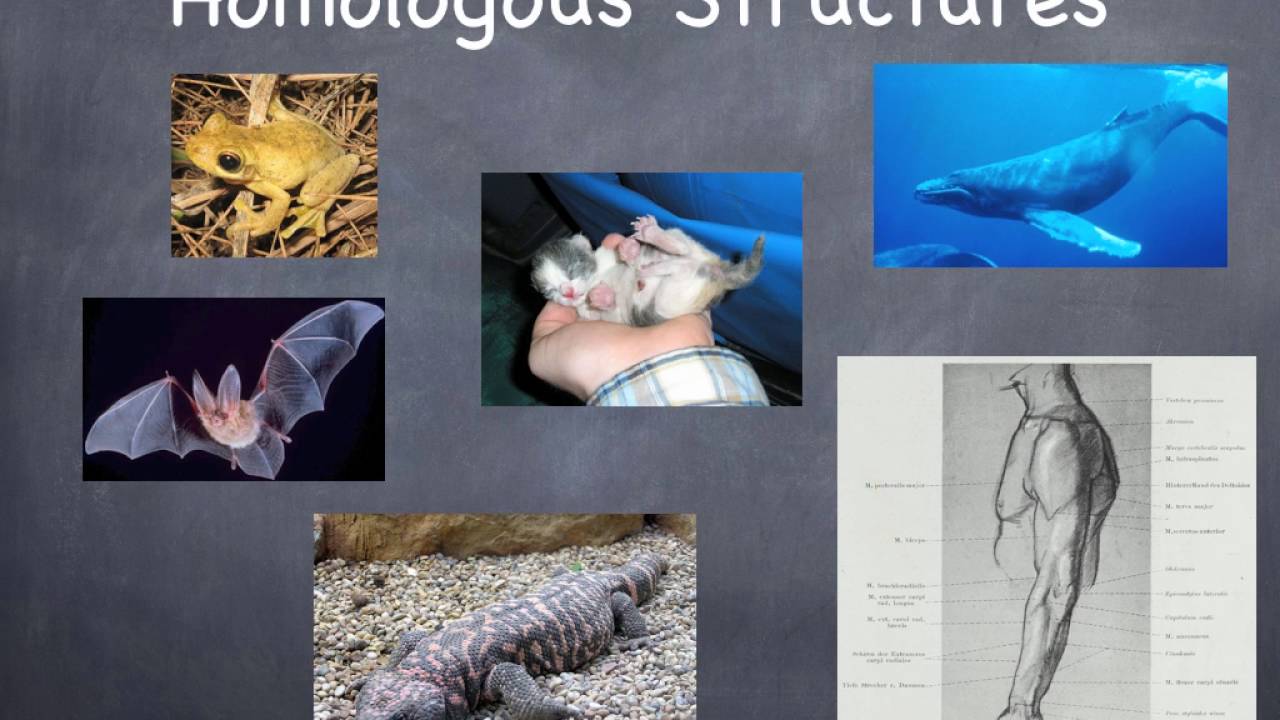 Homologous Structure in Evolutionary Biology - YouTube