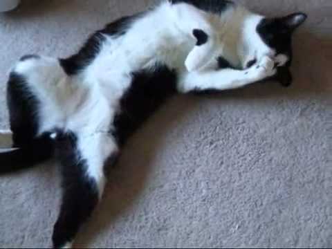 Burt Harding PL To jest nauczyciel Burta! - YouTube