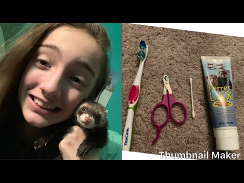 How I groom my ferret! - YouTube