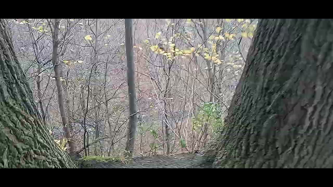 Ecploring King's Forest in Hamilton, Ontario Part 1 - YouTube