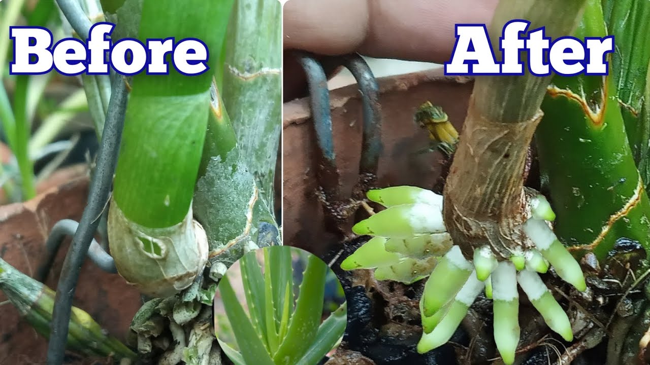 Merangsang Akar Anggrek Dengan Lidah Buaya dan Moss - YouTube