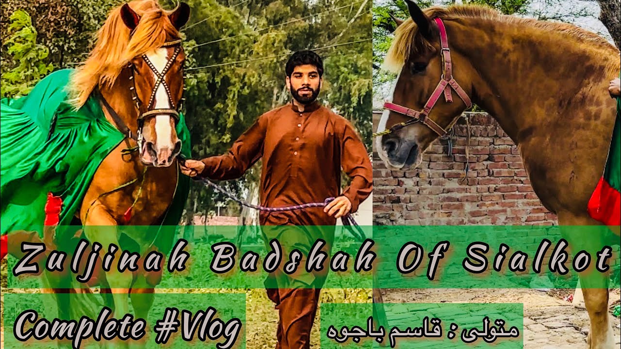 Zuljanah Badshah Phillora #sialkot | Horse of Imam Hussain As ...