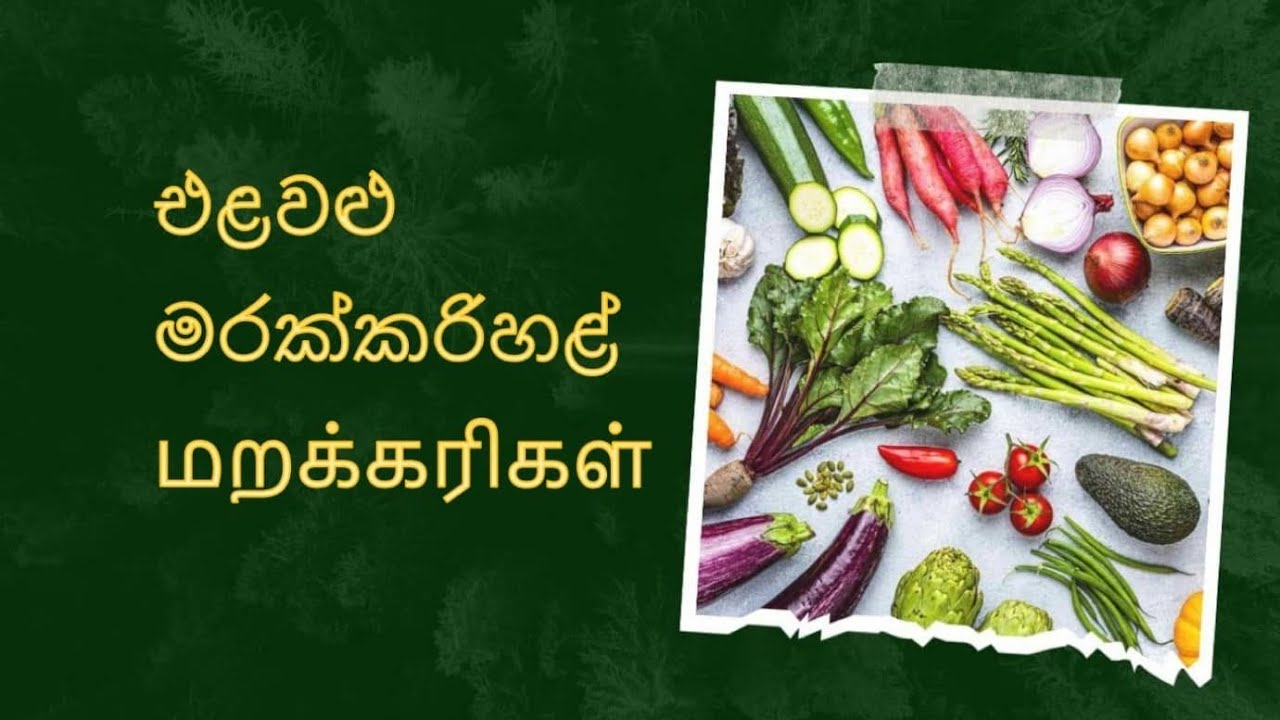 එළවළු වර්ග දෙමළ බසින් ඉගෙන ගනිමු | Let's learn vegetables in tamil ...