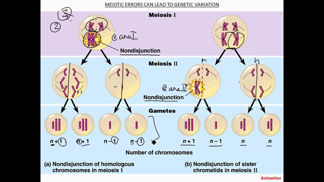 Genetic Variation 2 - YouTube