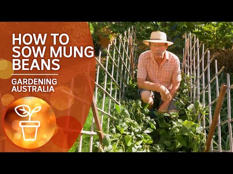 Why Do Bean Beetles Prefer Mung Beans